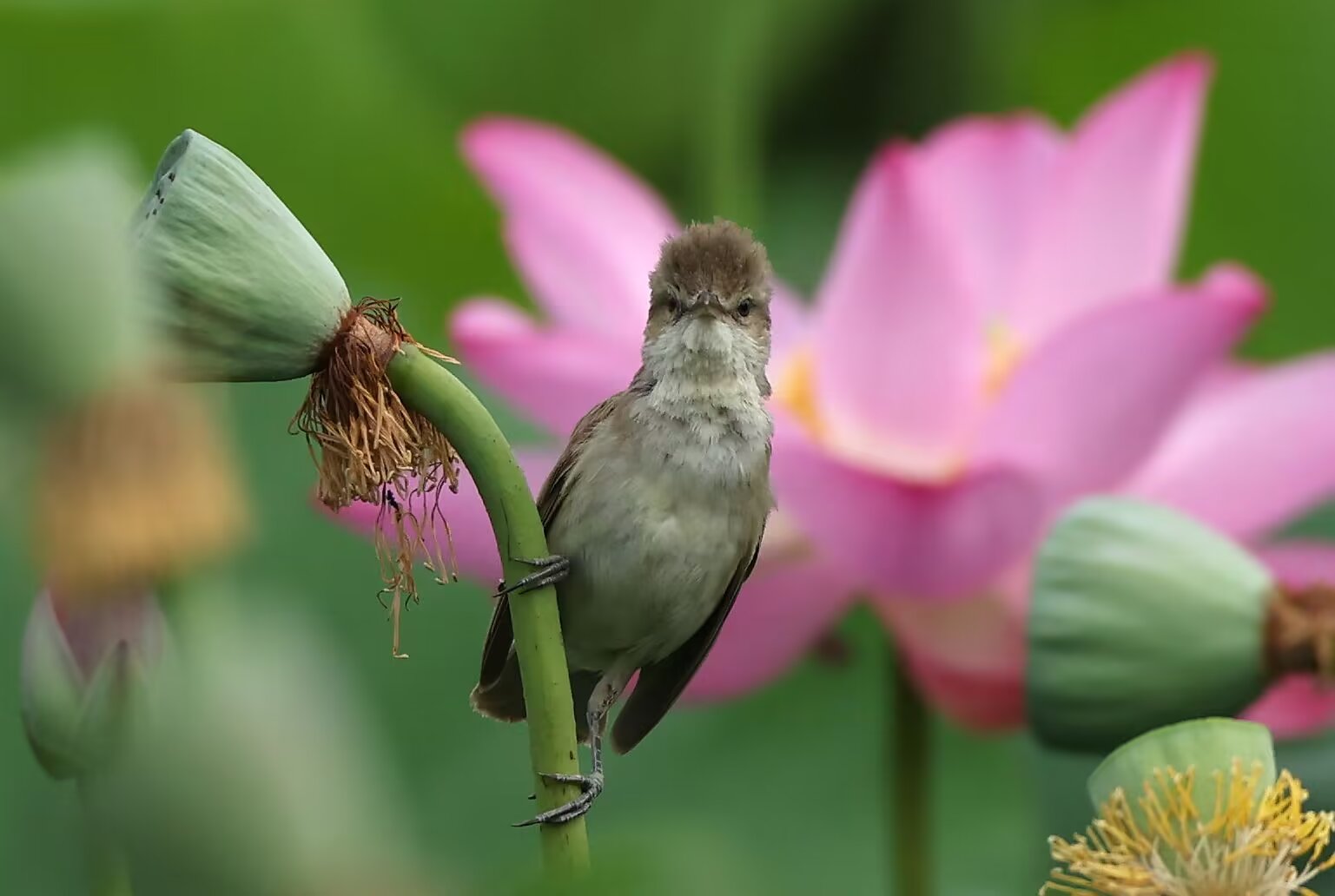 细菌性脑膜炎（脑膜炎球菌病） > 疫苗网